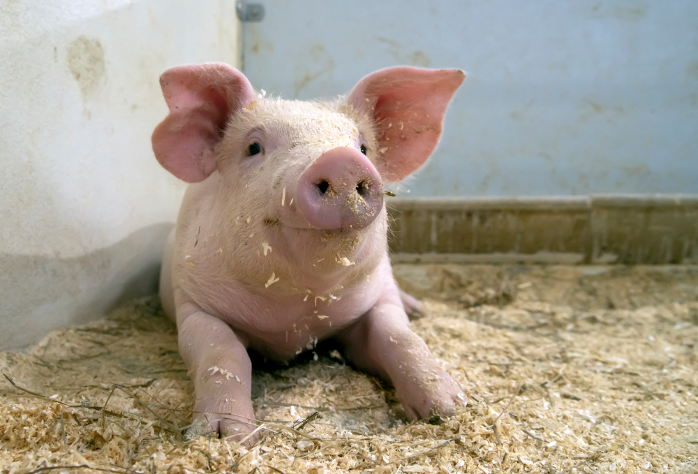 Optimalisering av grisefôr med AI for Felleskjøpet AGRI - Crayon