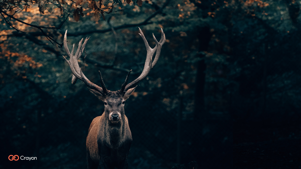 Microsoft Fall Desktop Themes